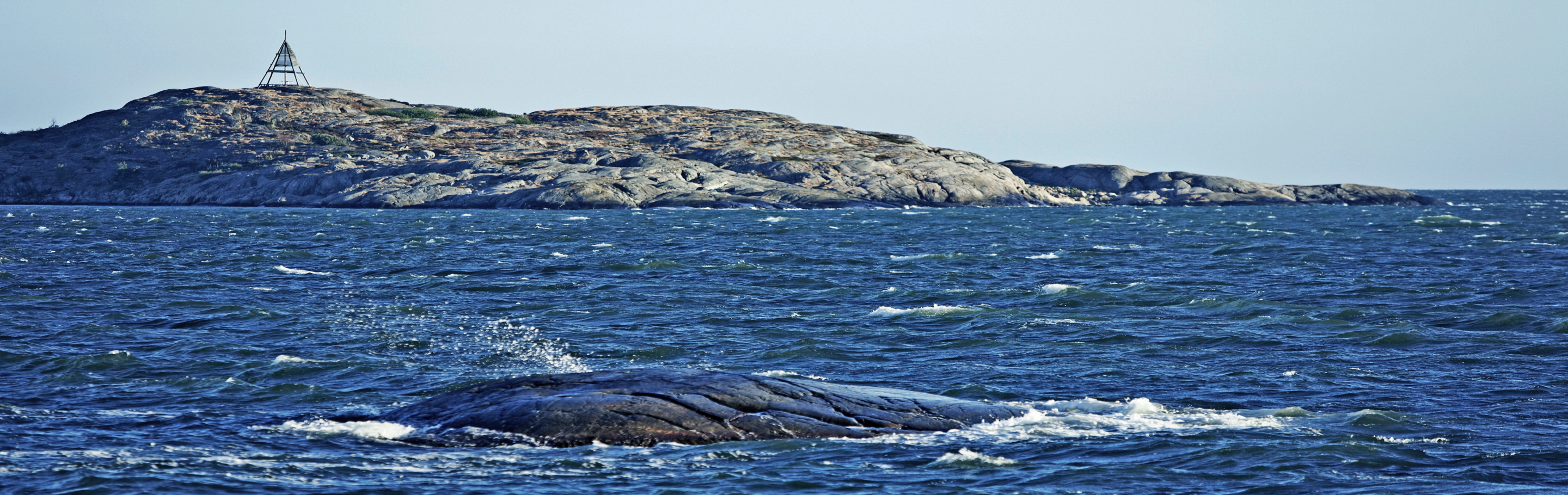 Sweden Shellfish