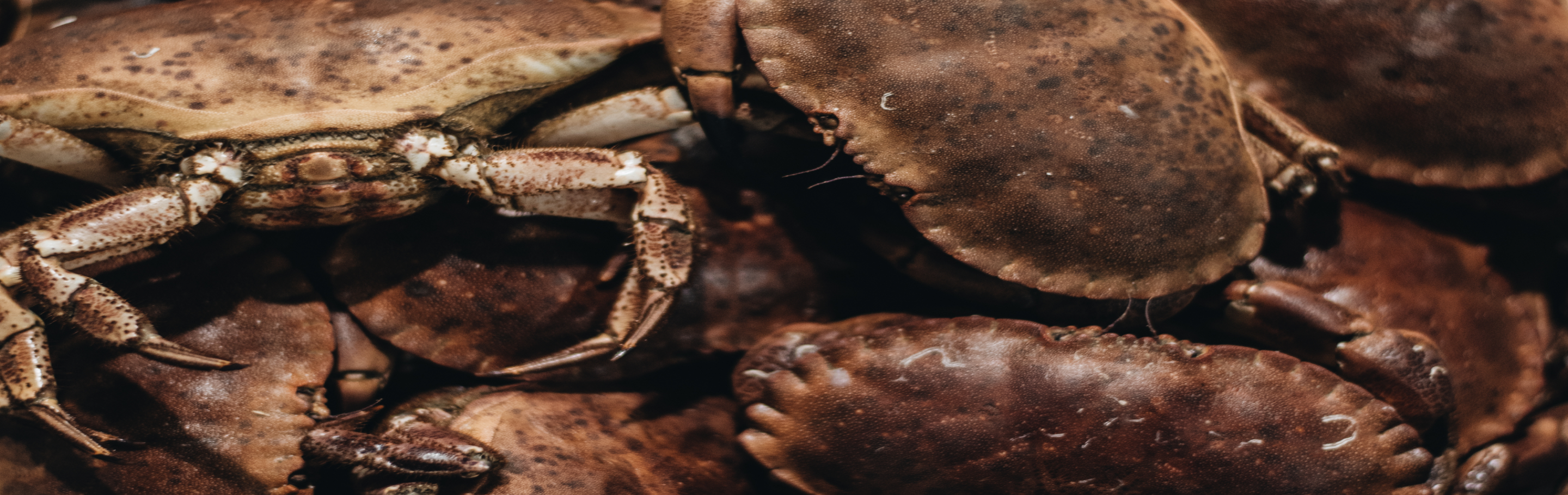 Sweden Shellfish